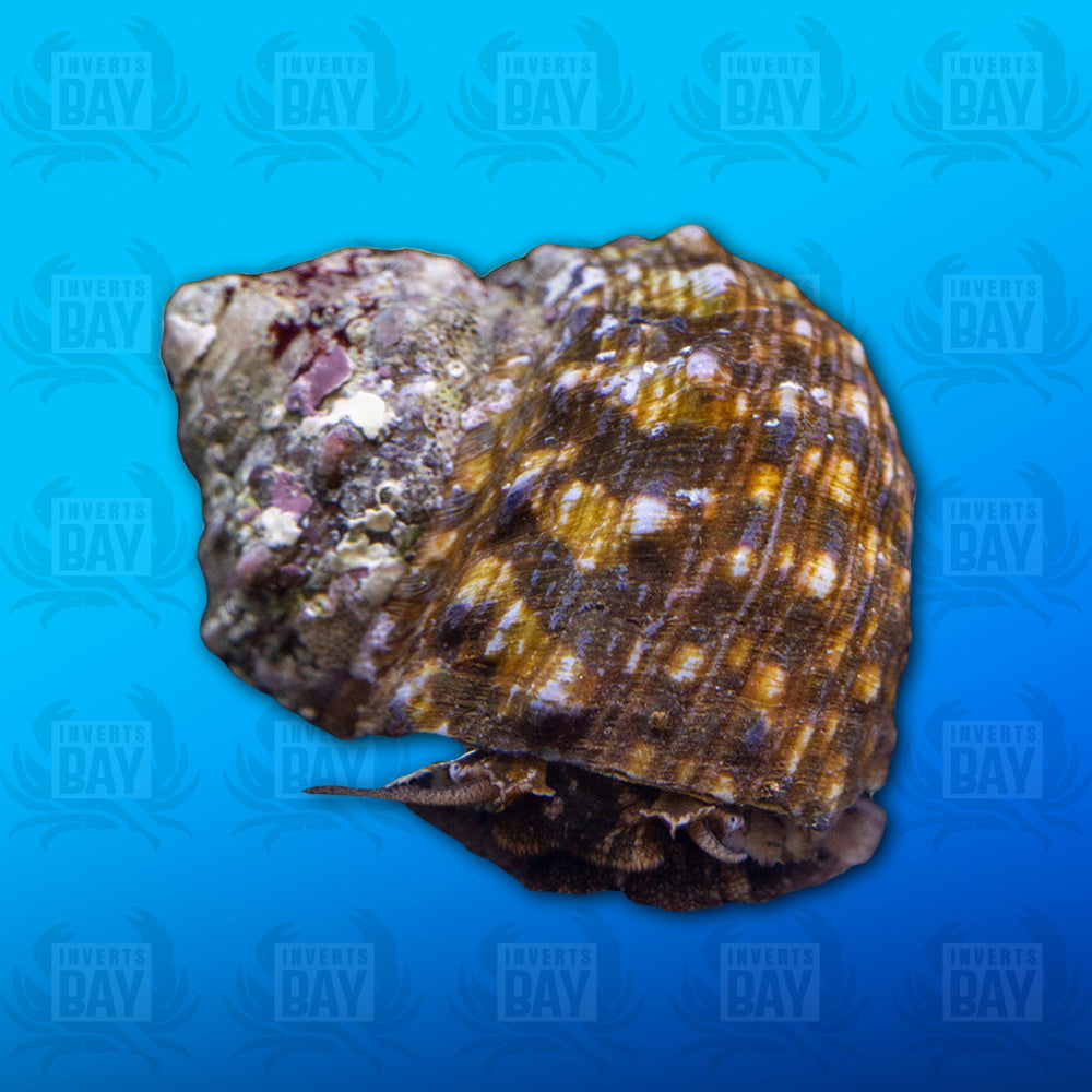 Mexican Turbo Snail – Inverts Bay