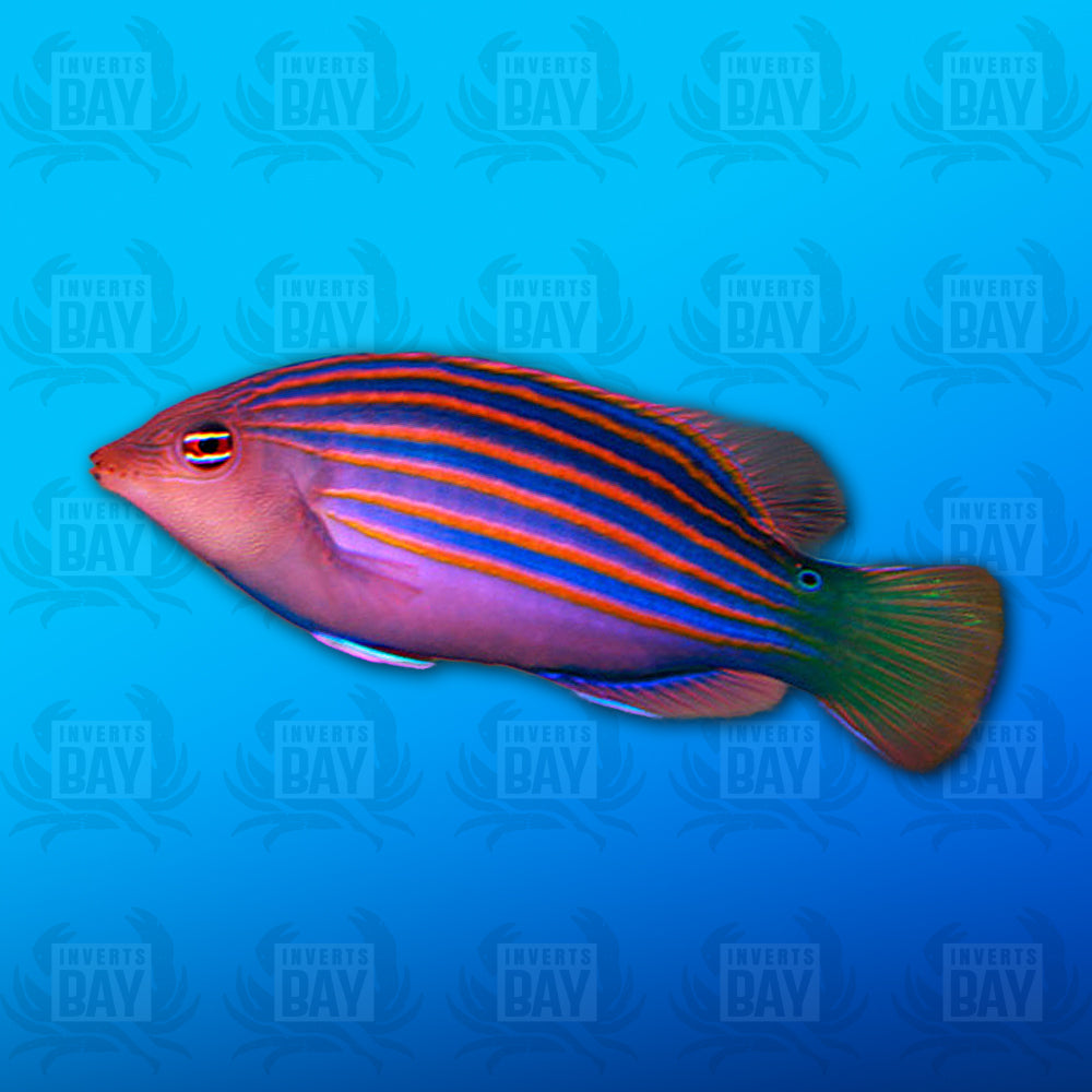 Six Line Wrasse – Inverts Bay